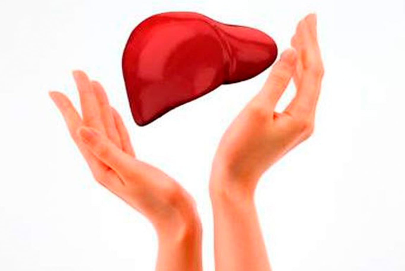 Development of the liver: Insights into organ and tissue morphogenesis