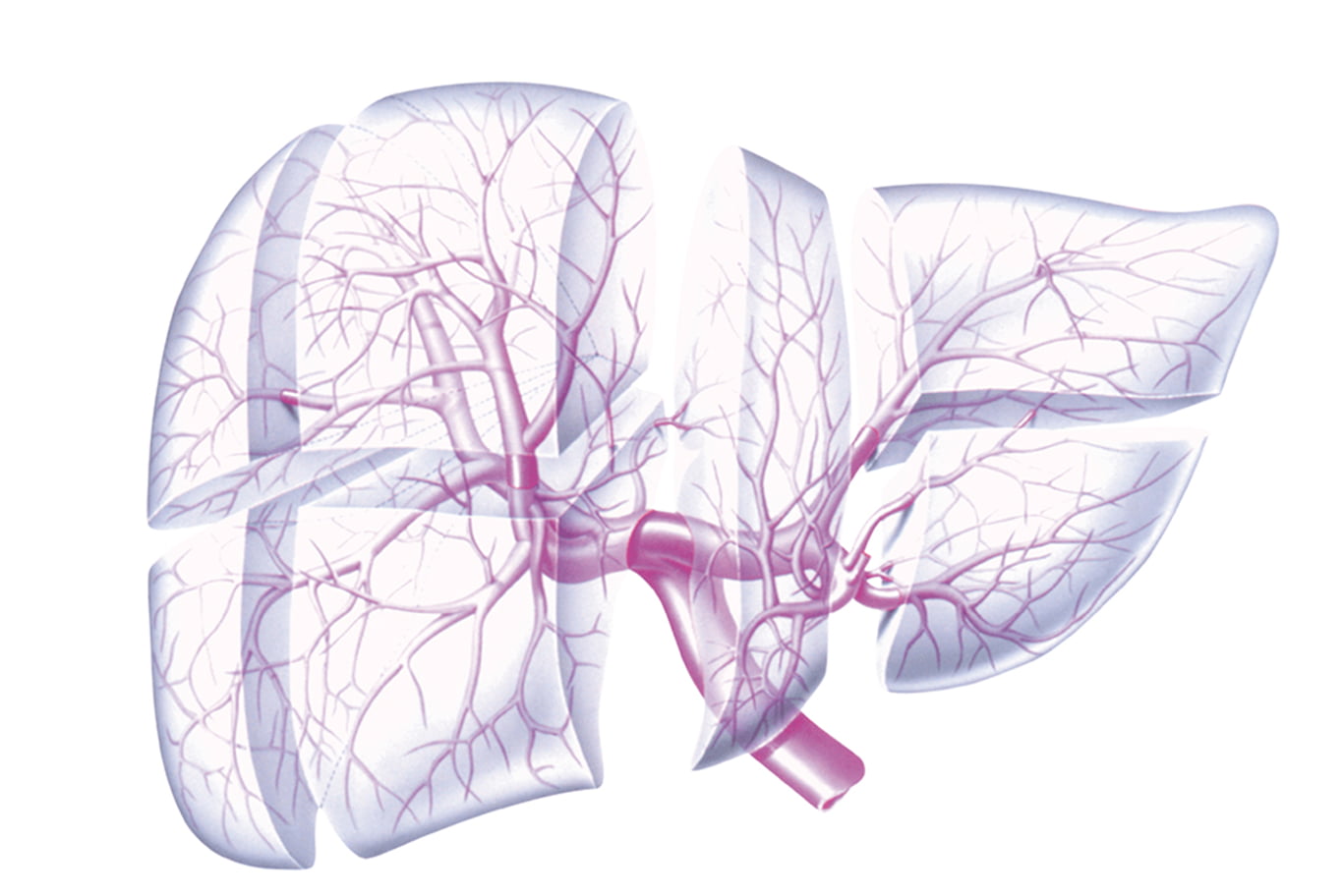 Liver and Iron Metabolism – A Comprehensive Hypothesis for the ...
